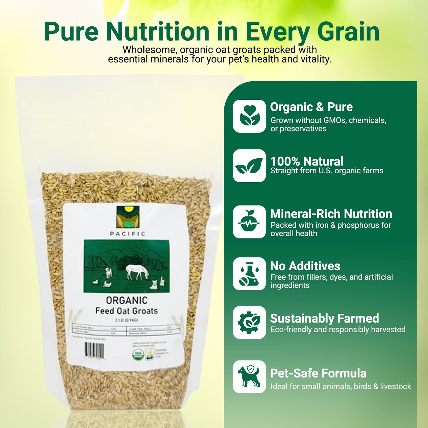 Oats for Healthy Energy in Poultry – Pacific Petfood